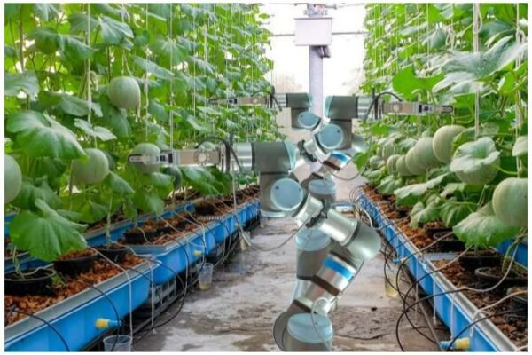 Digital Transformation In Agriculture: 4 Ways AI Will be Involved
